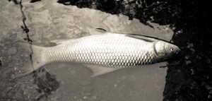 Fukushima Fish have 258 Times ‘Safe’ Level of Radiation