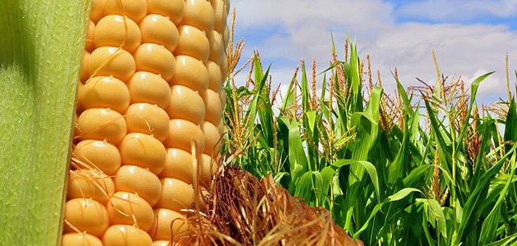 USDA Deregulates New Monsanto-Made GMO Corn Strain - Natural Society