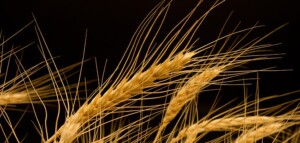 Doctor Says Modern Modified Wheat a “Perfect, Chronic Poison”