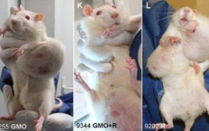 Dirty Details Behind the Attacks on Seralini's Notorious GMO Rat Study