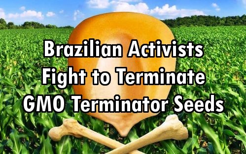 Bill Banning GMO, RoundUp-Resistant Grass Struck Down