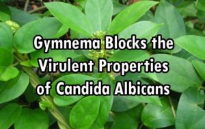 Gymnema Blocks the Virulent Properties of Candida Albicans