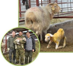 Biotech’s Bizarre World: 7 Genetically Modified Animals