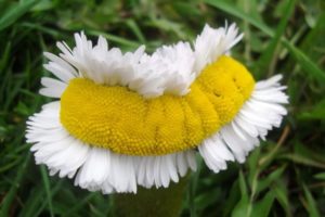 Photos: 'Mutant Daisies' Found In Fukushima 'Safe Zone' - Natural Society