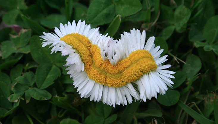 Photos: 'Mutant Daisies' Found In Fukushima 'Safe Zone' - Natural Society