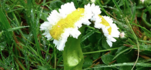 Photos: 'Mutant Daisies' Found In Fukushima 'Safe Zone' - Natural Society