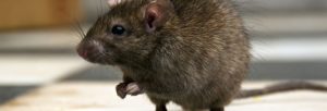 New Study Finds GMO Corn Makes Rats Infertile - Natural Society