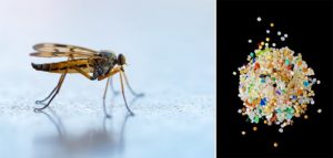 Flying Insects Can Carry Microplastics Through the Air, Study Shows