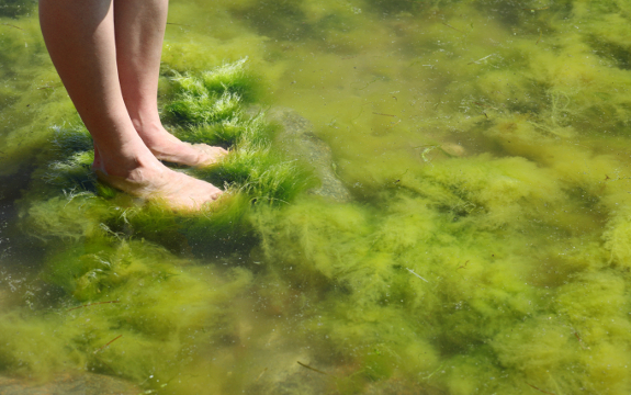 Algae: Both a Superfood and Renewable Energy Resource