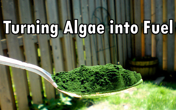Scientists Turn Algae into Usable Fuel in Less than an Hour