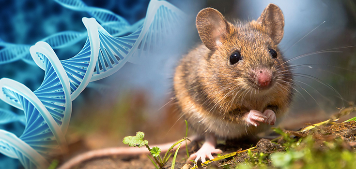 Study Shows Some Genes Activate After Death