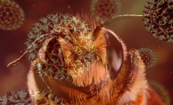 Study: Bee Venom Found to Destroy HIV (Human Immunodeficiency Virus)