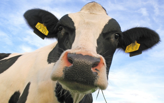 rBST - Monsanto's Cloned Growth Hormone Contaminates US Milk