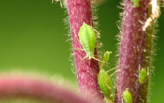 Monsanto's Bt Crops Transform Benign Bugs into Major Pests