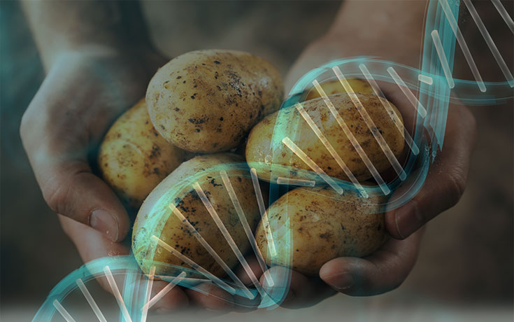 Food Scientists: New GMO Potatoes 'Extremely Worrisome'