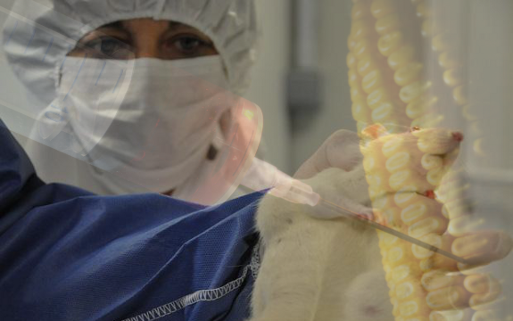 GMO Study | Rats Fed Lifetime of GM Develop Mass Tumors, Die Early