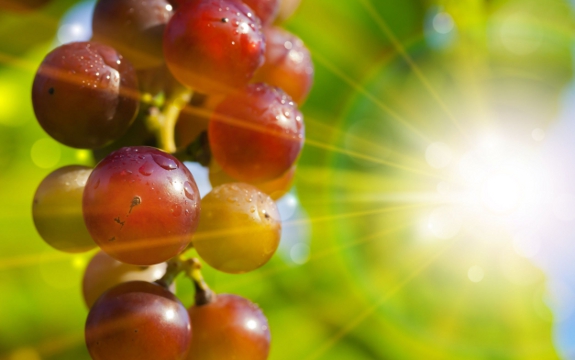 Grape Seed Extract Outperforms Chemo in Killing Advanced Cancer Cells