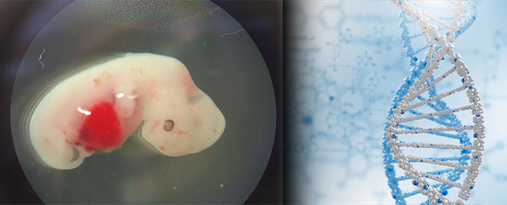 Scientists Create Human-Pig Embryo for Transplant Research