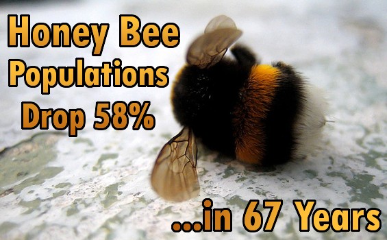 Bee Crisis Attention: 800 Studies Reveal Why Bees are Dying