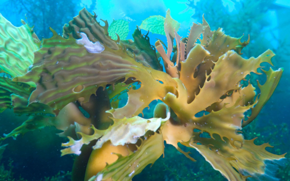 Health Benefits of Sea Vegetables, from Minerals to Cancer Protection